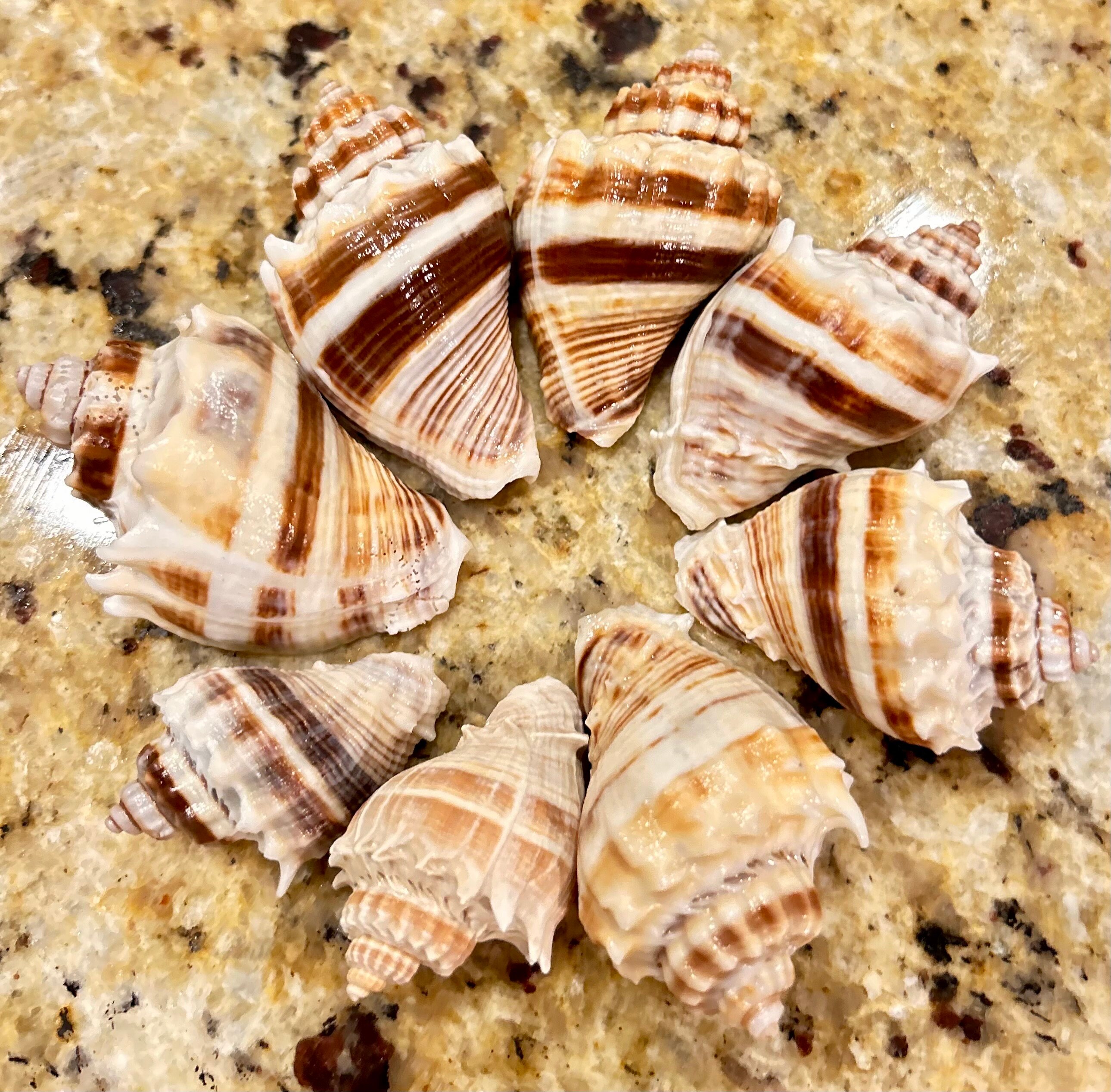 8 Light KING CROWN CONCHS Florida Seashells Collected on East - Etsy