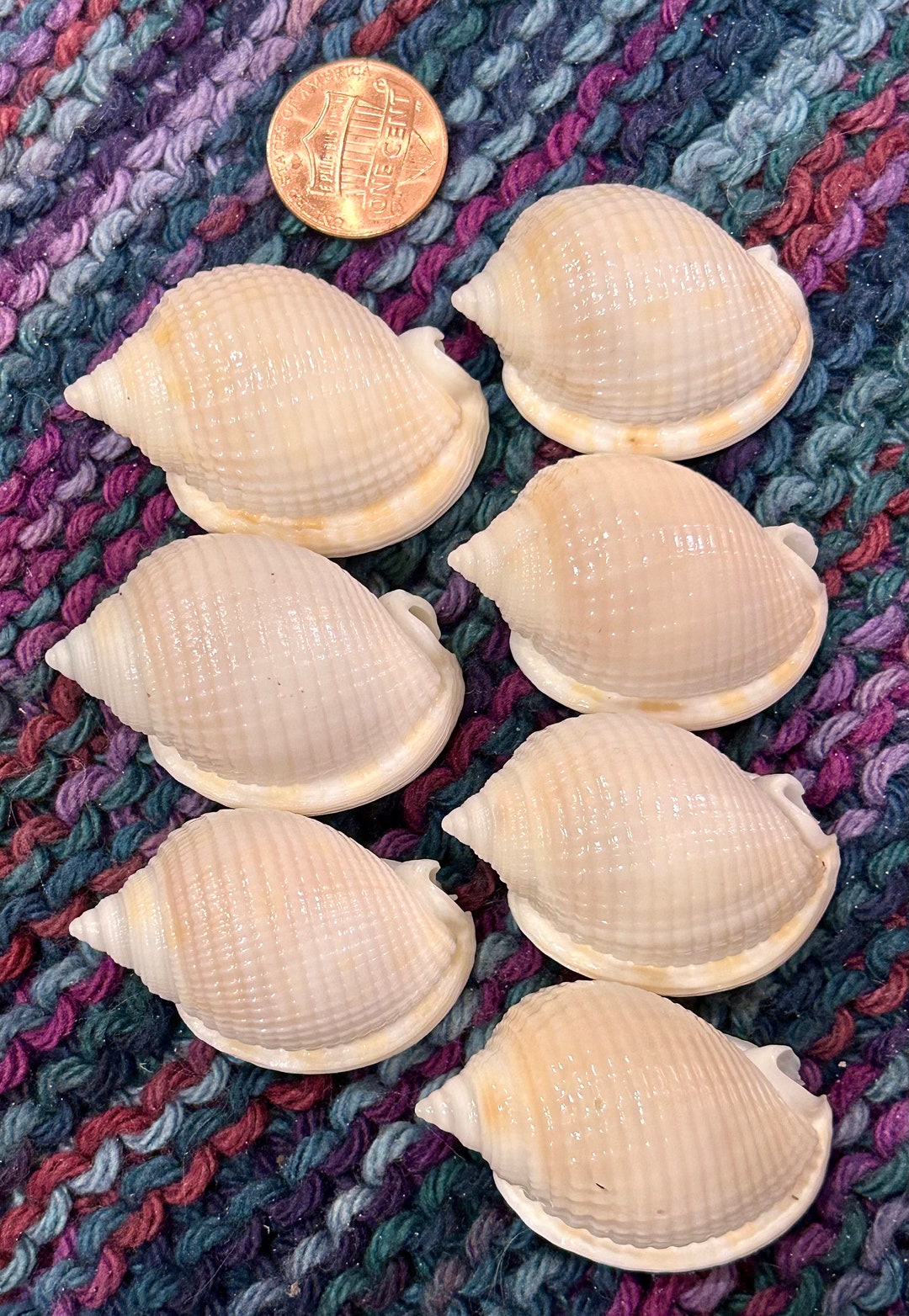 7 Gorgeous and Cute SCOTCH BONNET 36-41mm in Length Florida Seashells ...