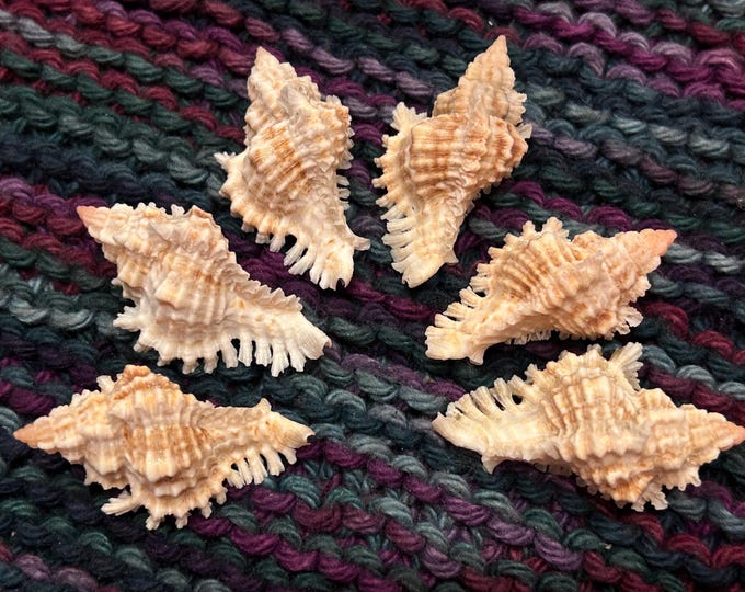 6 Very LACY LACE MUREXES 40.5mm-43.5mm in Length Florida Seashells ...
