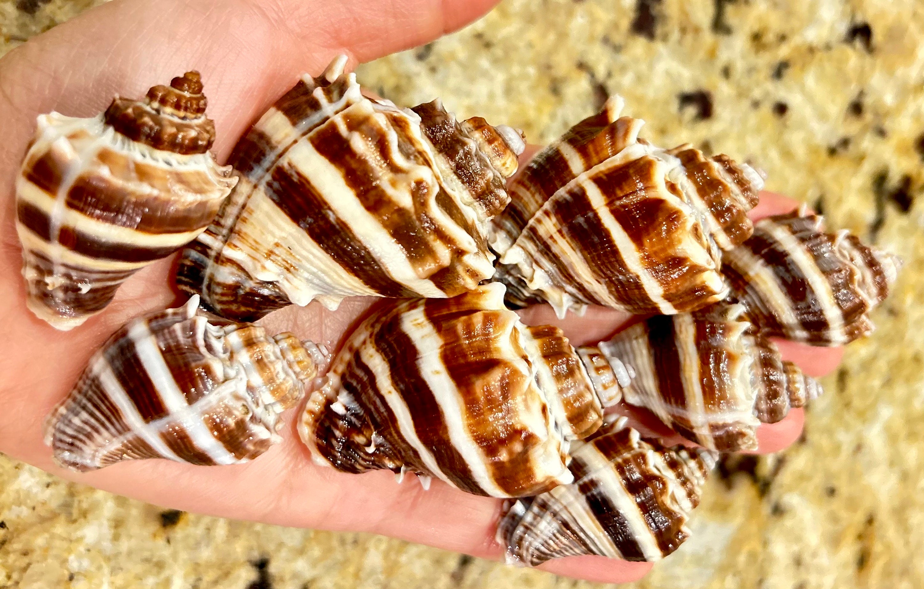 8 Dark KING CROWN CONCHS Florida Seashells Collected on East Coast #106 ...