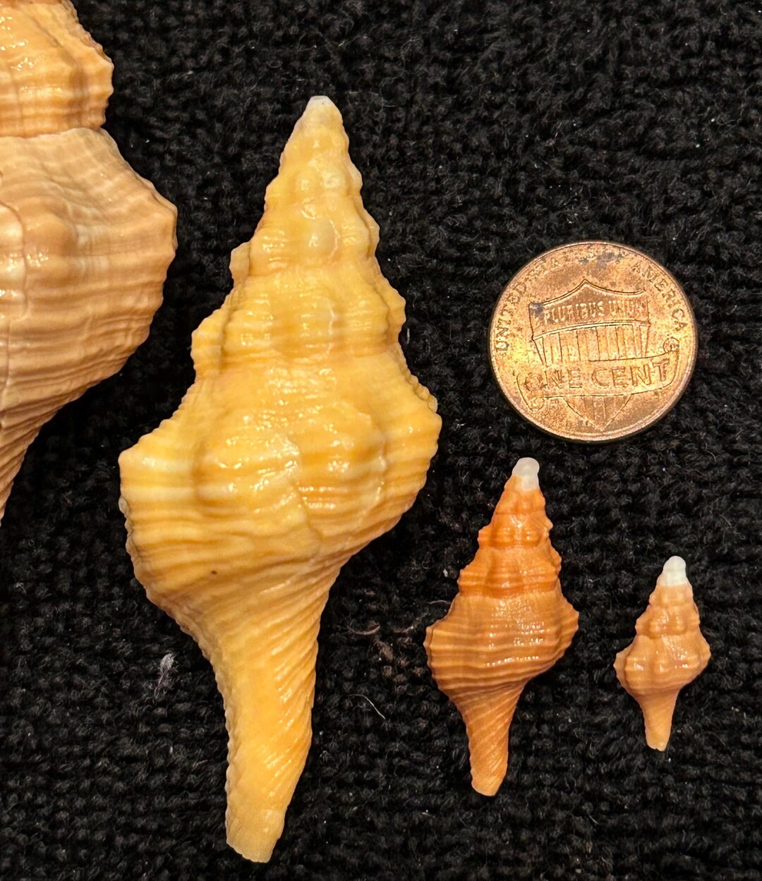 Rare* Horse Conch Family of 5 Growth Chart 16.5-118.5 Mm Florida ...