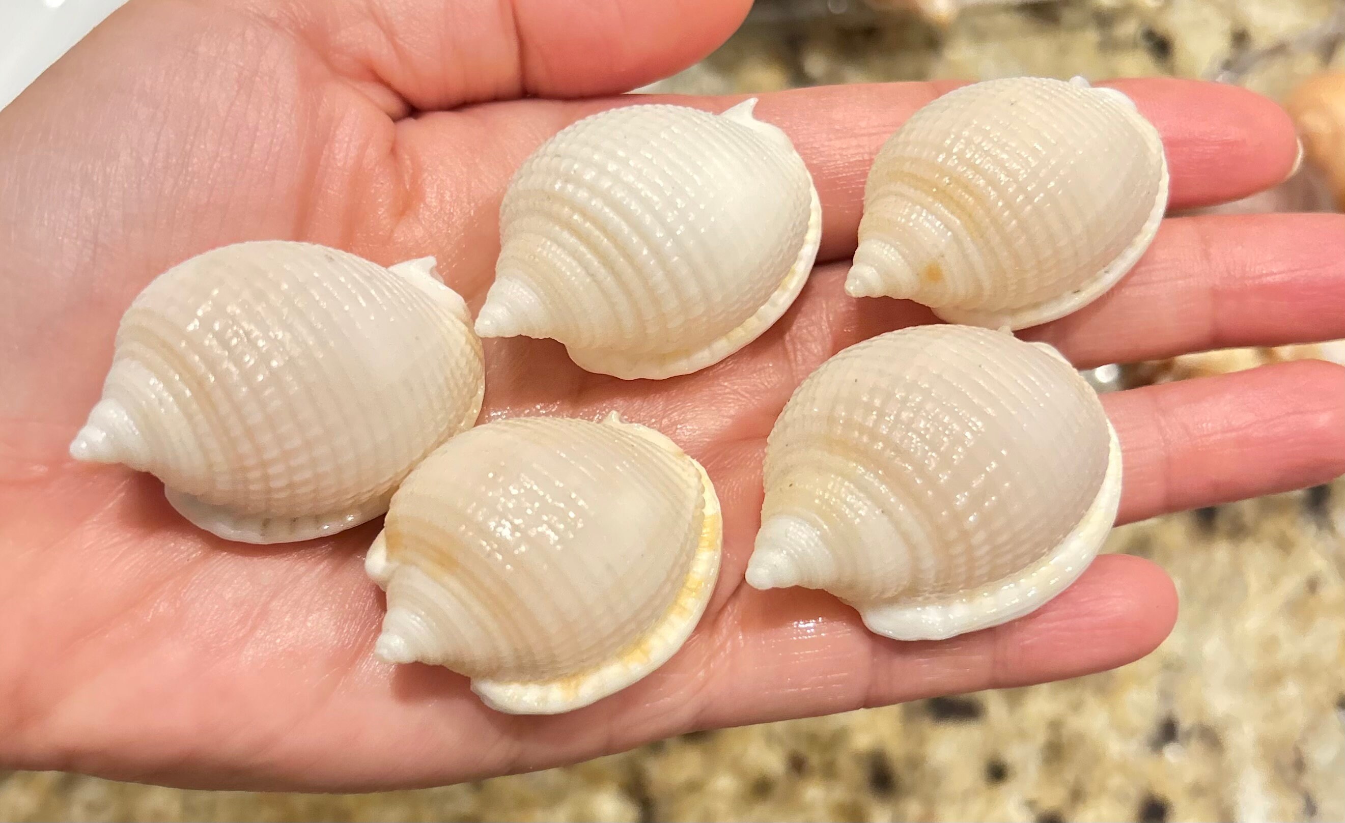 5 Gorgeous SCOTCH BONNET Florida Seashells East Coast 39 - Etsy
