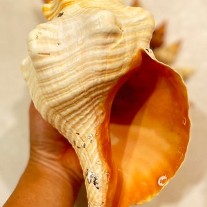 Set of 20 Great Collection of HORSE CONCH Family 20.5mm-282mm in Length ...