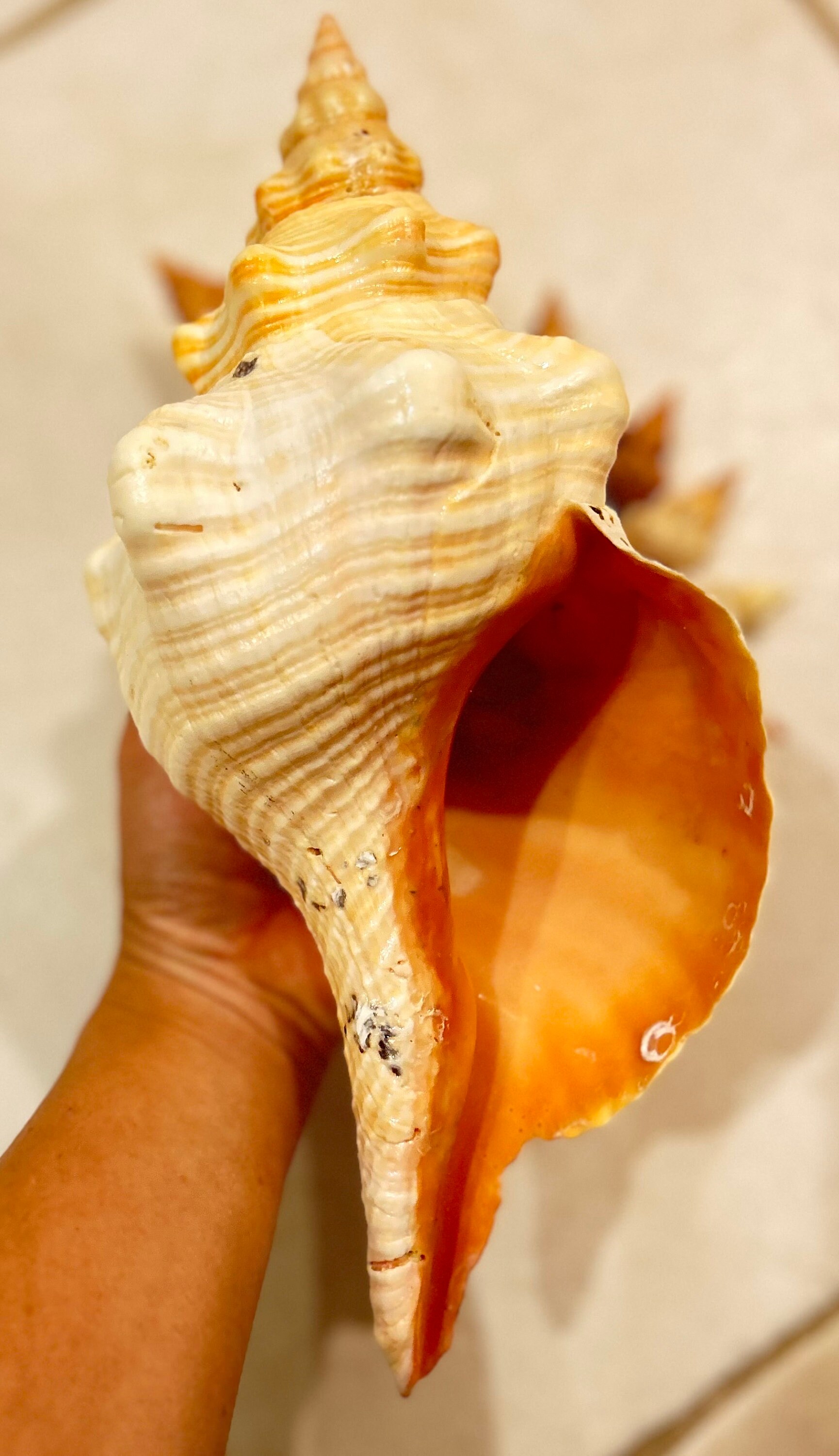 Set of 20 Great Collection of HORSE CONCH Family 20.5mm-282mm in Length ...
