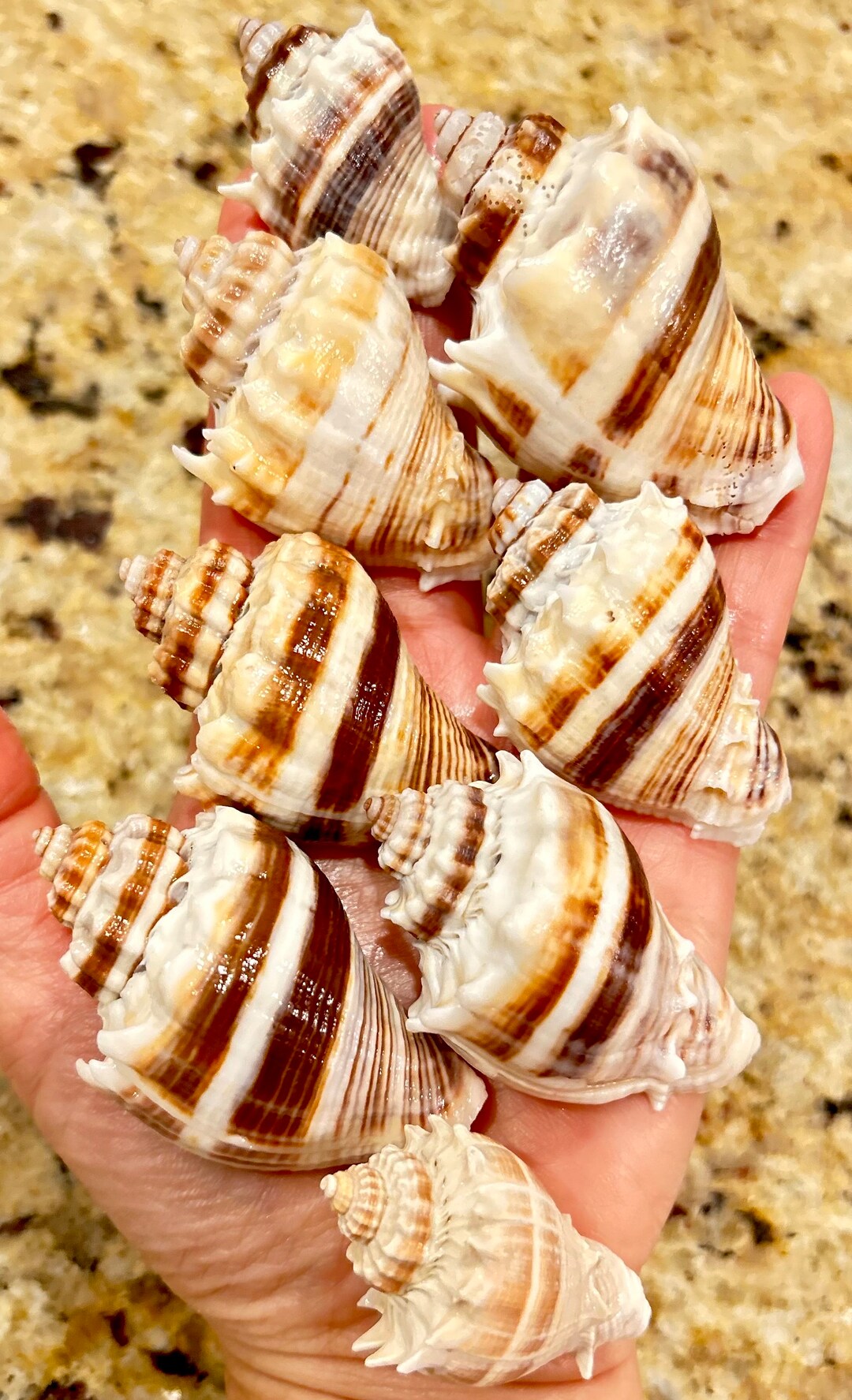 8 Light KING CROWN CONCHS Florida Seashells Collected on East Coast 124 ...