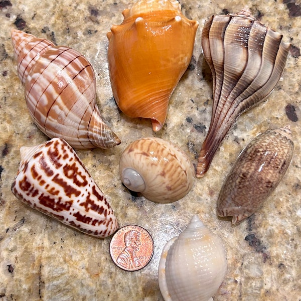 Florida Whelk Shell - Etsy