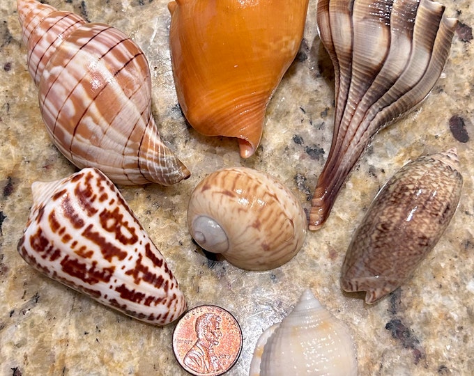 7 Florida Shell Collection Starter Chocolate Alphabet Cone, Scotch ...