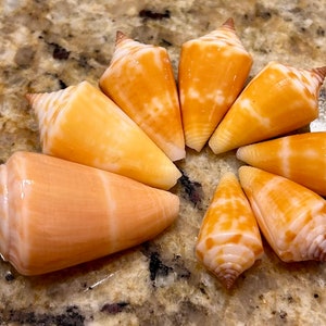 8 FLORIDA CONES 1 Whopper 46mm Florida Seashells Collectible Collected ...