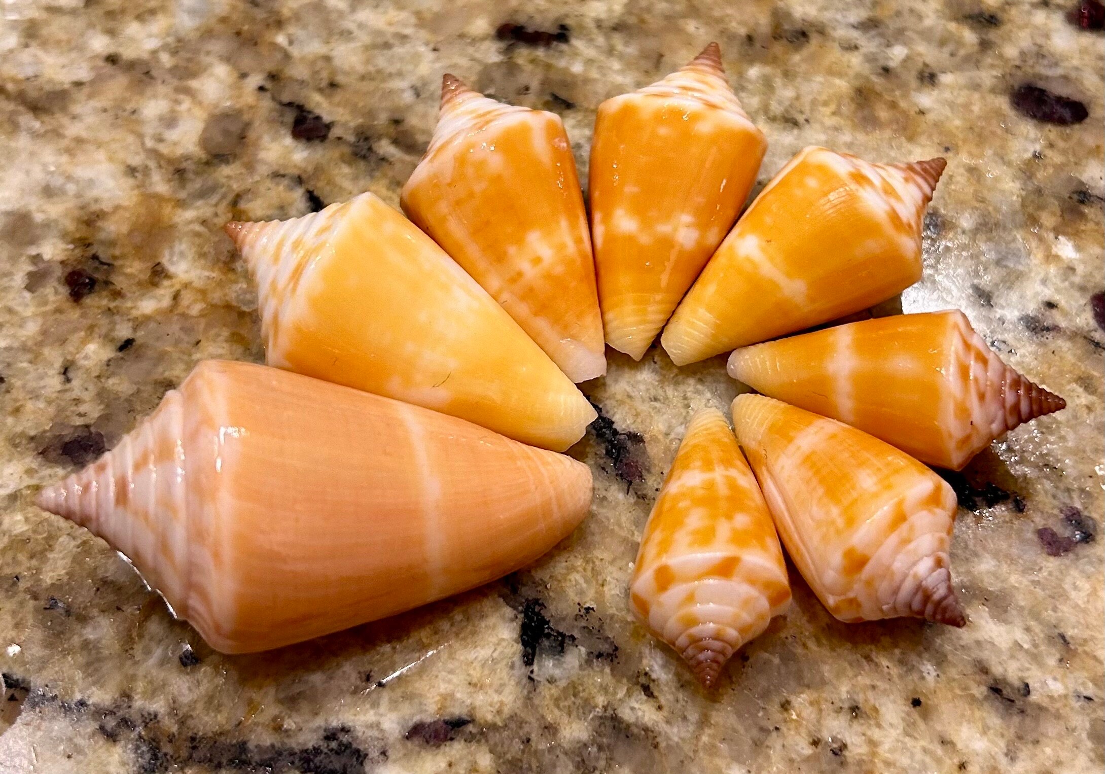 8 FLORIDA CONES 1 Whopper 46mm Florida Seashells Collectible Collected ...