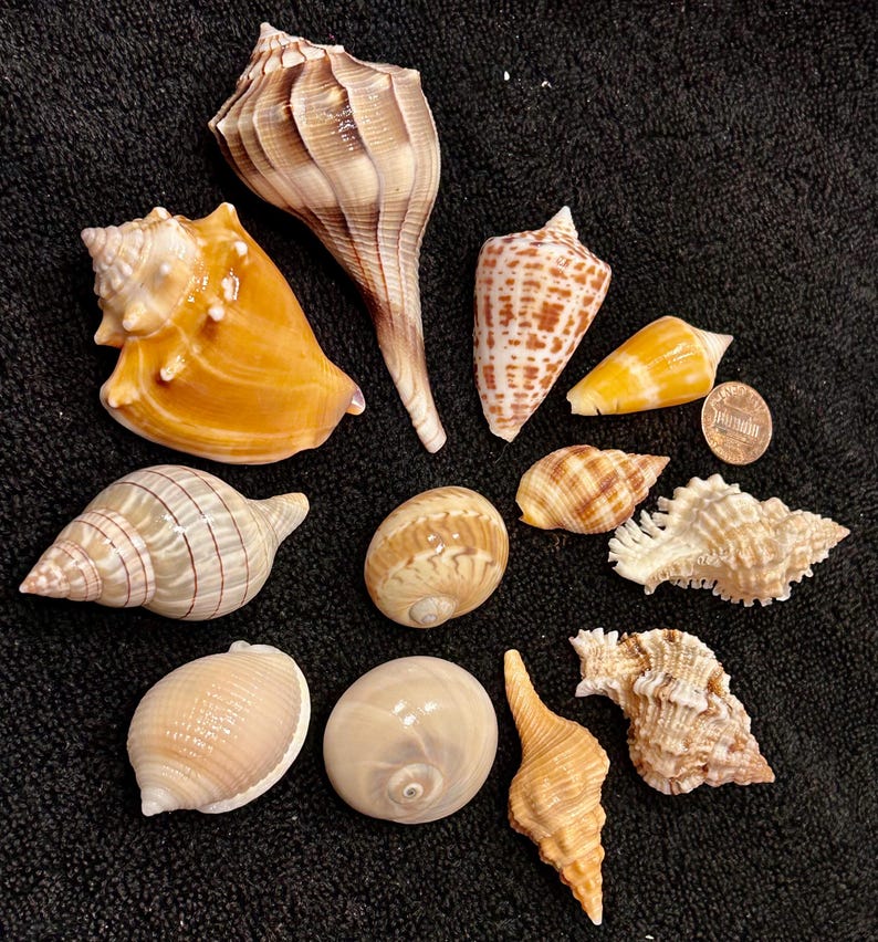 12 FLORIDA SEASHELLS Flagship/ Gastropods Set/ Collection SHELL Gift ...