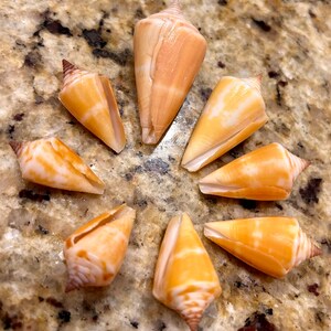 8 FLORIDA CONES 1 Whopper 46mm Florida Seashells Collectible Collected ...