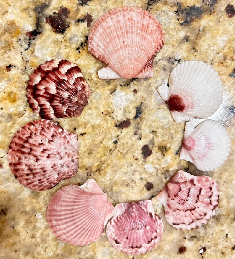 8 Gorgeous PURPLE/LAVENDER Calico SCALLOPS Florida Seashells Handpicked ...