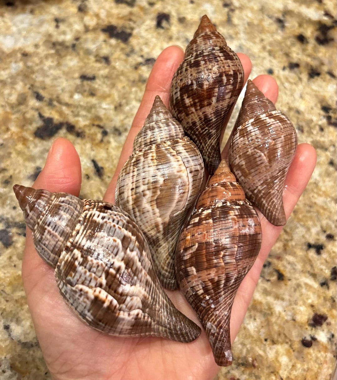 5 RARE* TRUE TULIPS Florida Seashells Beautiful Fall Colors Seashells ...