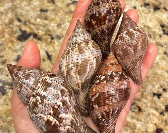 5 RARE* TRUE TULIPS Florida Seashells Beautiful Fall Colors Seashells ...