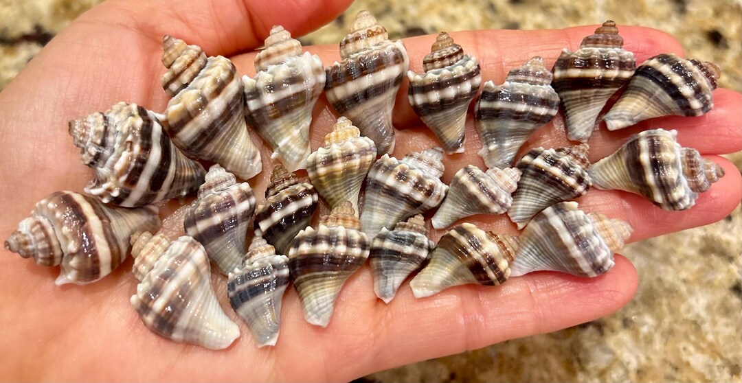 22 Blue Tinted Juvenile KING CROWN CONCHES Florida Seashells ...