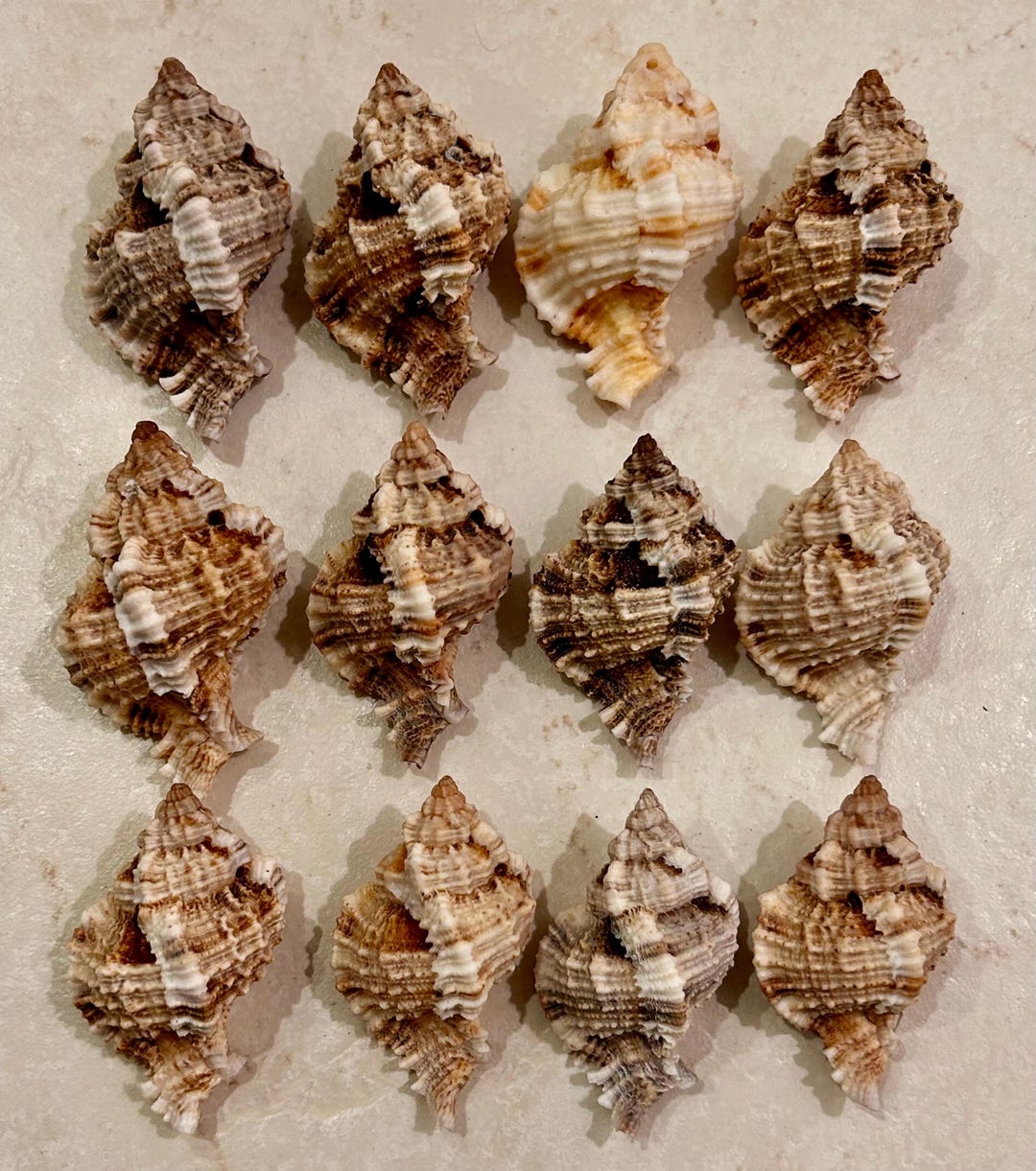 12 Gorgeous Multicolor LARGE 52-62mm APPLE MUREX Florida Seashells ...