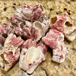 6 Pieces/ Clusters Pink/ Purple Titan BARNACLES Florida Shells Aquarium ...