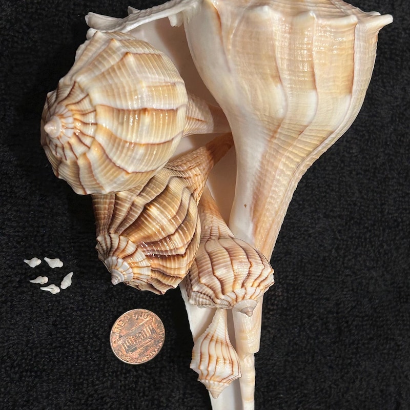 Florida Whelk Shell - Etsy