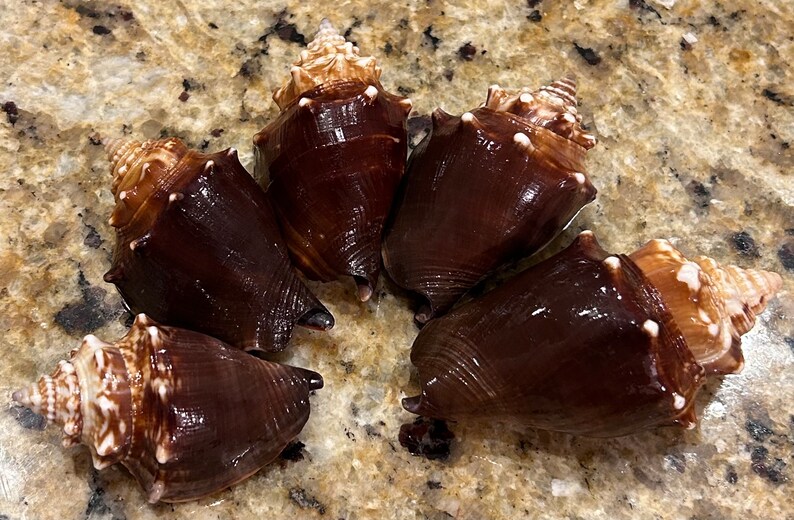5 Dark Unique Chocolate Florida FIGHTING CONCHS 62-81mm in Length ...