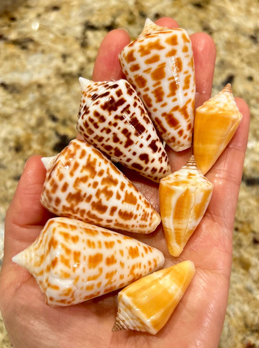 7 Gorgeous Florida CONE SHELLS( Alphabet Cone, Florida Cone) Multi ...