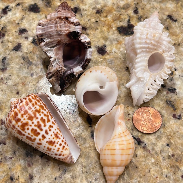Murex Seashells - Etsy