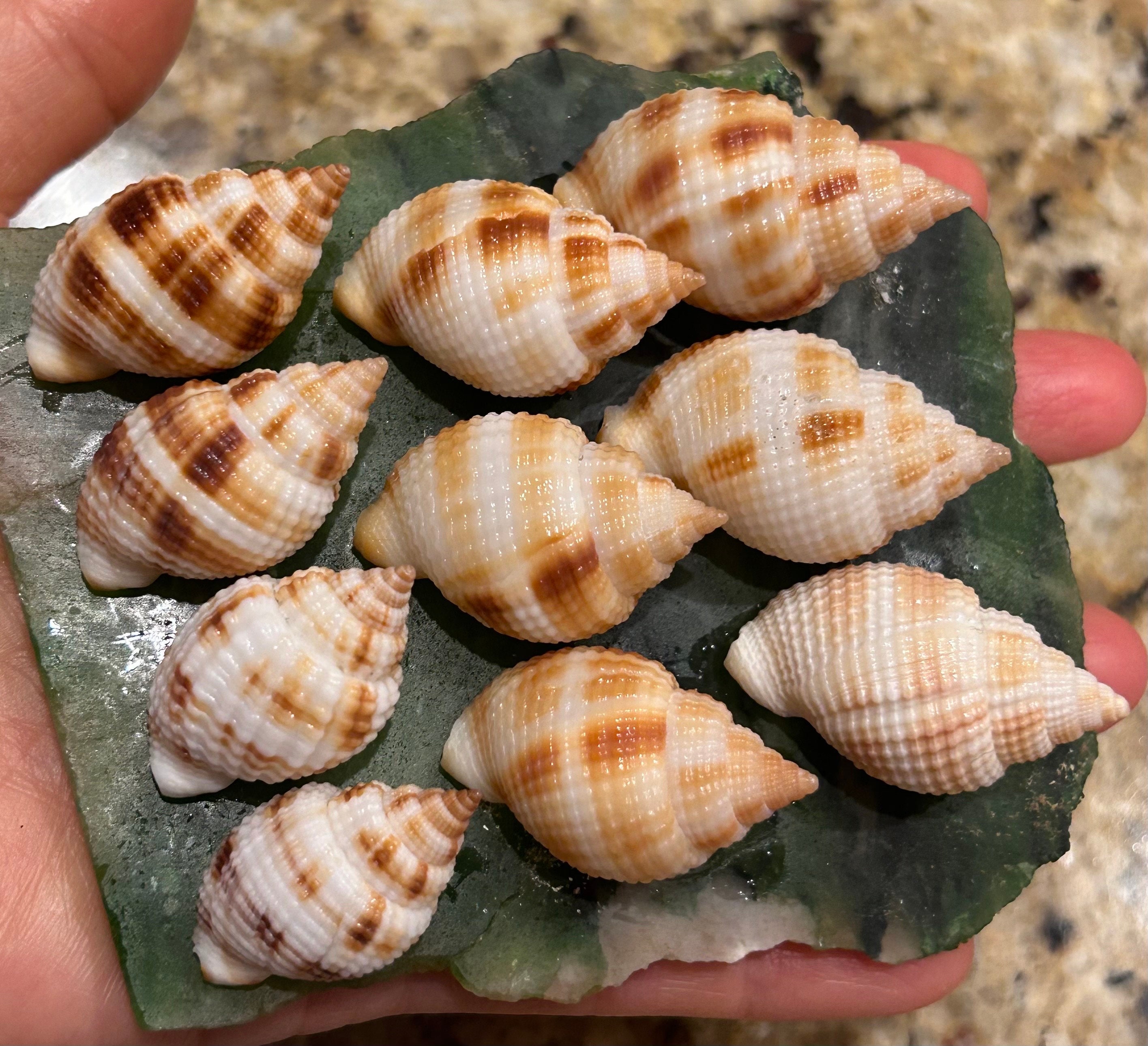 Set of 10 Gorgeous NUTMEGS Florida Seashells Handpicked on 10K Island N ...