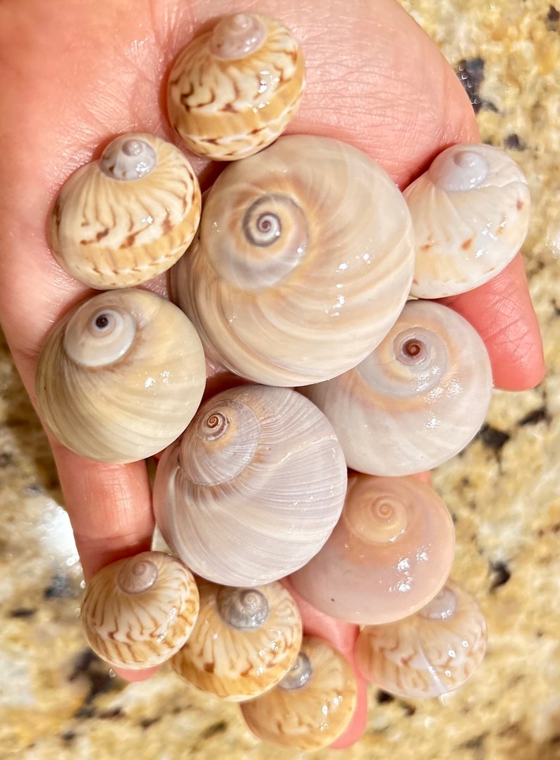 12 MOON SNAILS gaudy Natica Sharks Eye Florida Seashells - Etsy
