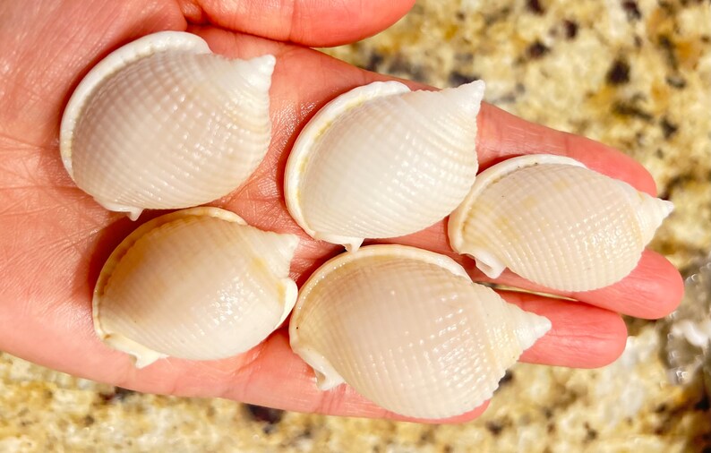 5 Gorgeous SCOTCH BONNET Florida Seashells East Coast 39 - Etsy