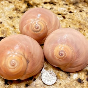 3 HUGE MOON SNAILS Florida Seashells Collected in Palm Beach Southeast ...