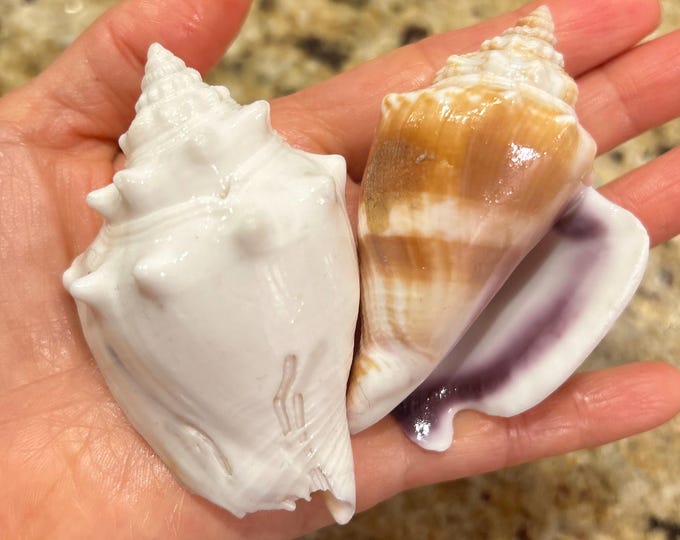 HORSE CONCH LARGE and Heavy 11 Florida State Shell Collected on ...