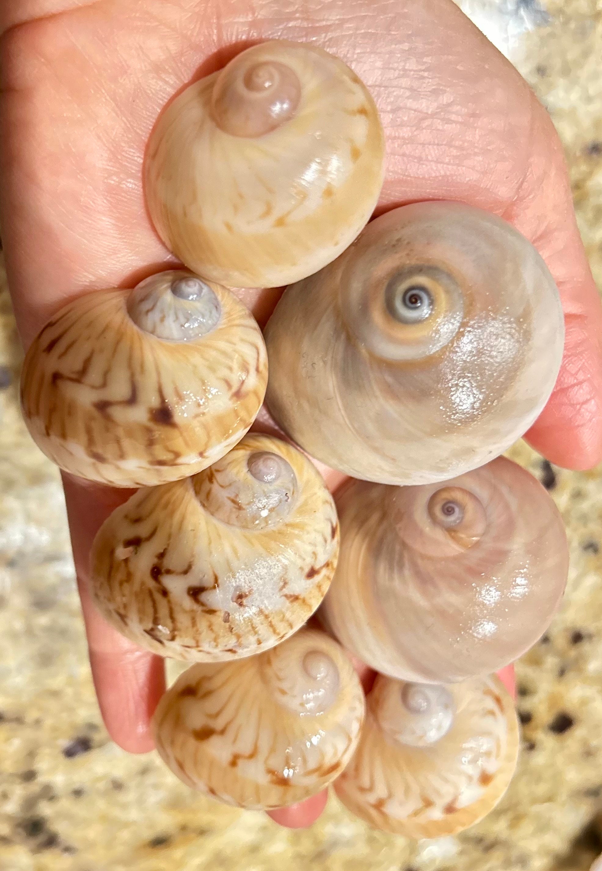 7 MOON SNAILS Large 33.5mm to 45mm in Length large Gaudy Natica, Sharks ...