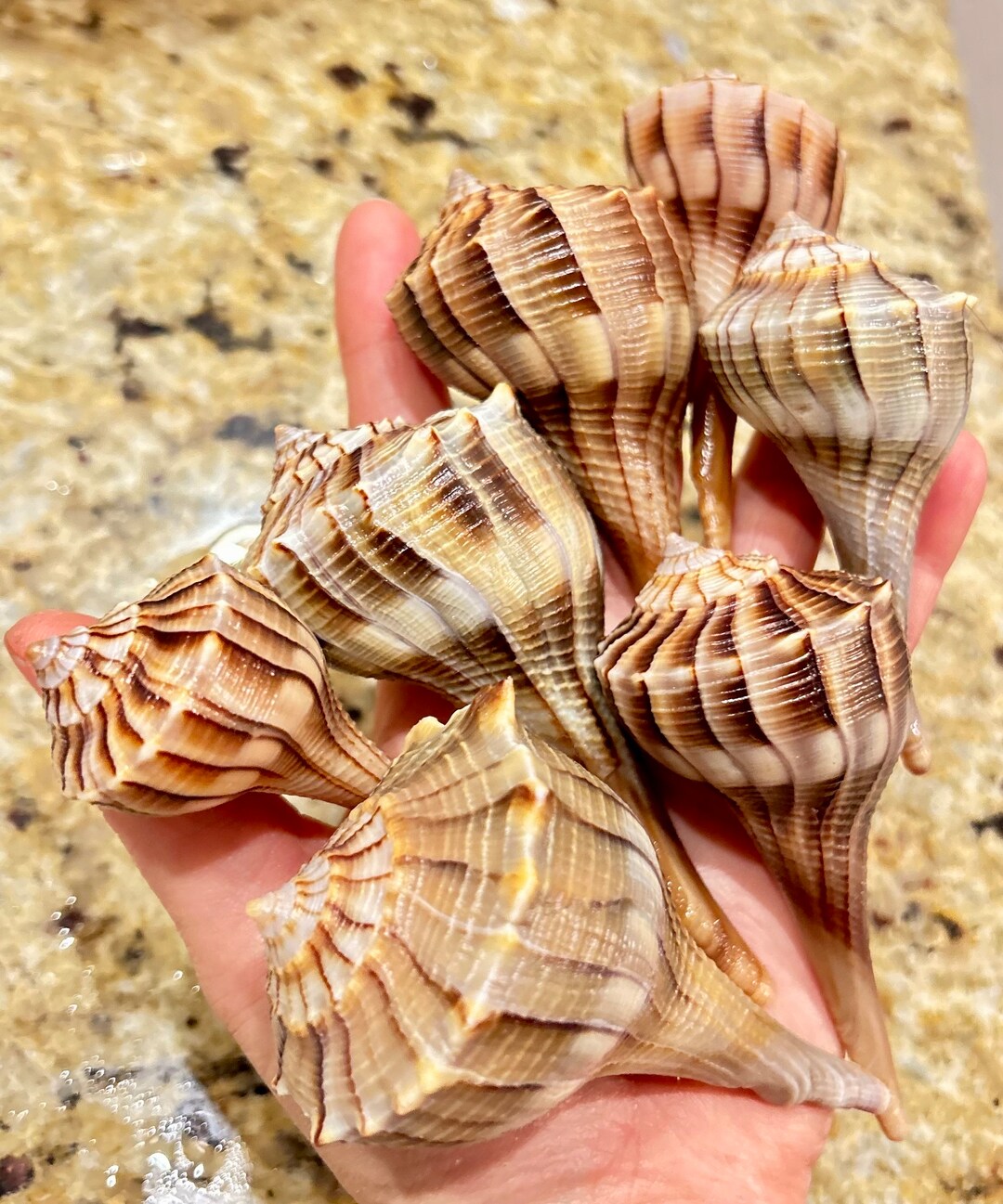Set of 7 Gorgeous Dark LIGHTNING WHELKS With Perfect Apexes Florida ...