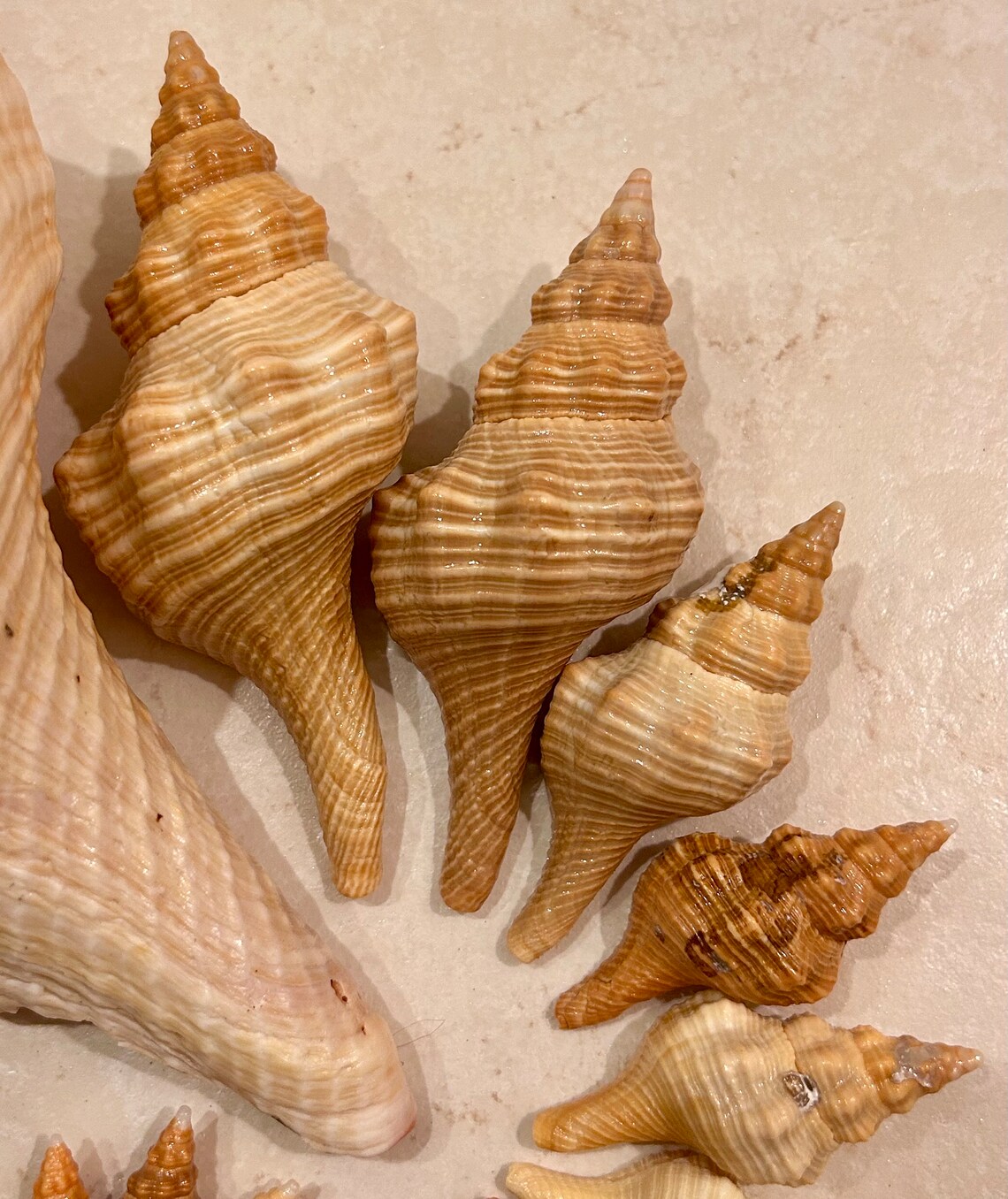 Set of 20 Great Collection of HORSE CONCH Family 20.5mm-282mm in Length ...