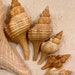 Set of 20 Great Collection of HORSE CONCH Family 20.5mm-282mm in Length ...