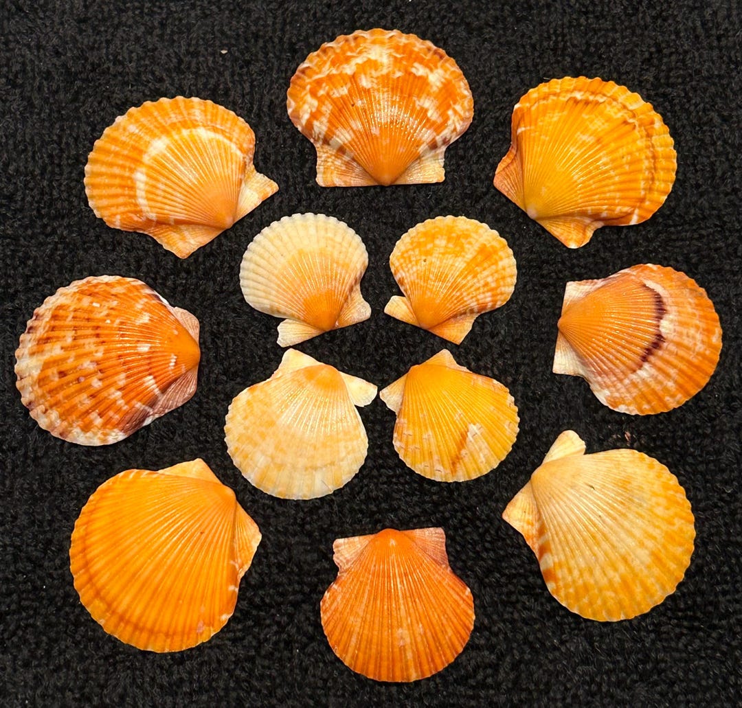 12 Perfect Bright Multi Shades of Orange CALICO SCALLOPS Florida ...