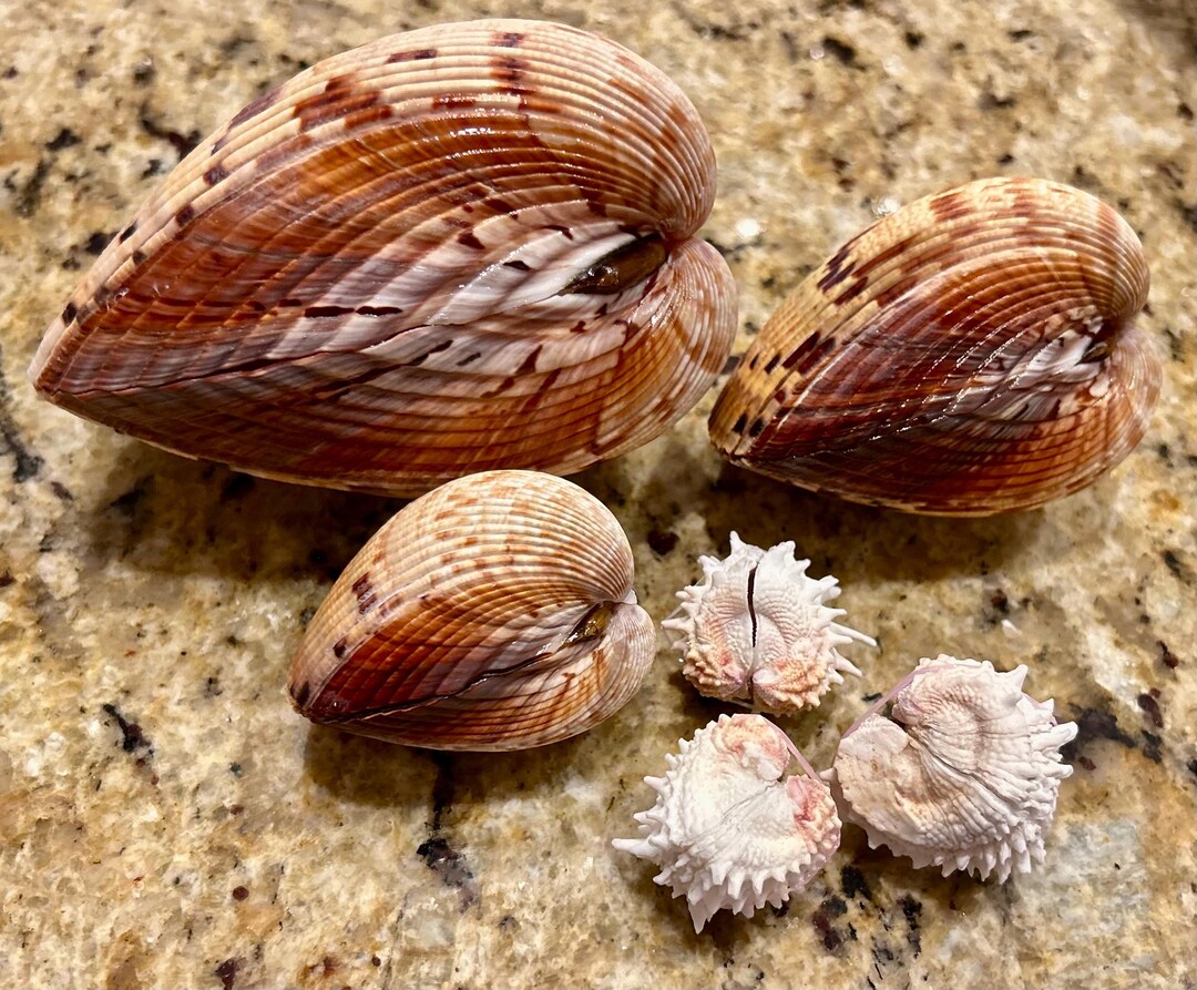 Set of 6 Heart Shaped Atlantic Giant Cockles and Spiny Jewel Boxes ...