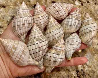 Set of 7 CHOCOLATE ALPHABET CONES 37-47.5mm Florida Seashells ...