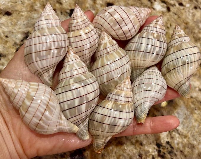 Set of 10 Large/ Perfect BANDED TULIPS 51mm-67mm Florida Seashells ...