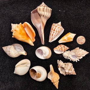 12 FLORIDA SEASHELLS Flagship/ Gastropods Set/ Collection SHELL Gift ...