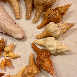Set of 20 Great Collection of HORSE CONCH Family 20.5mm-282mm in Length ...