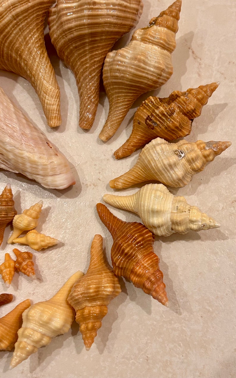 Set of 20 Great Collection of HORSE CONCH Family 20.5mm-282mm in Length ...