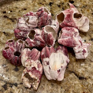 6 Pieces/ Clusters Pink/ Purple Titan BARNACLES Florida Shells Aquarium ...