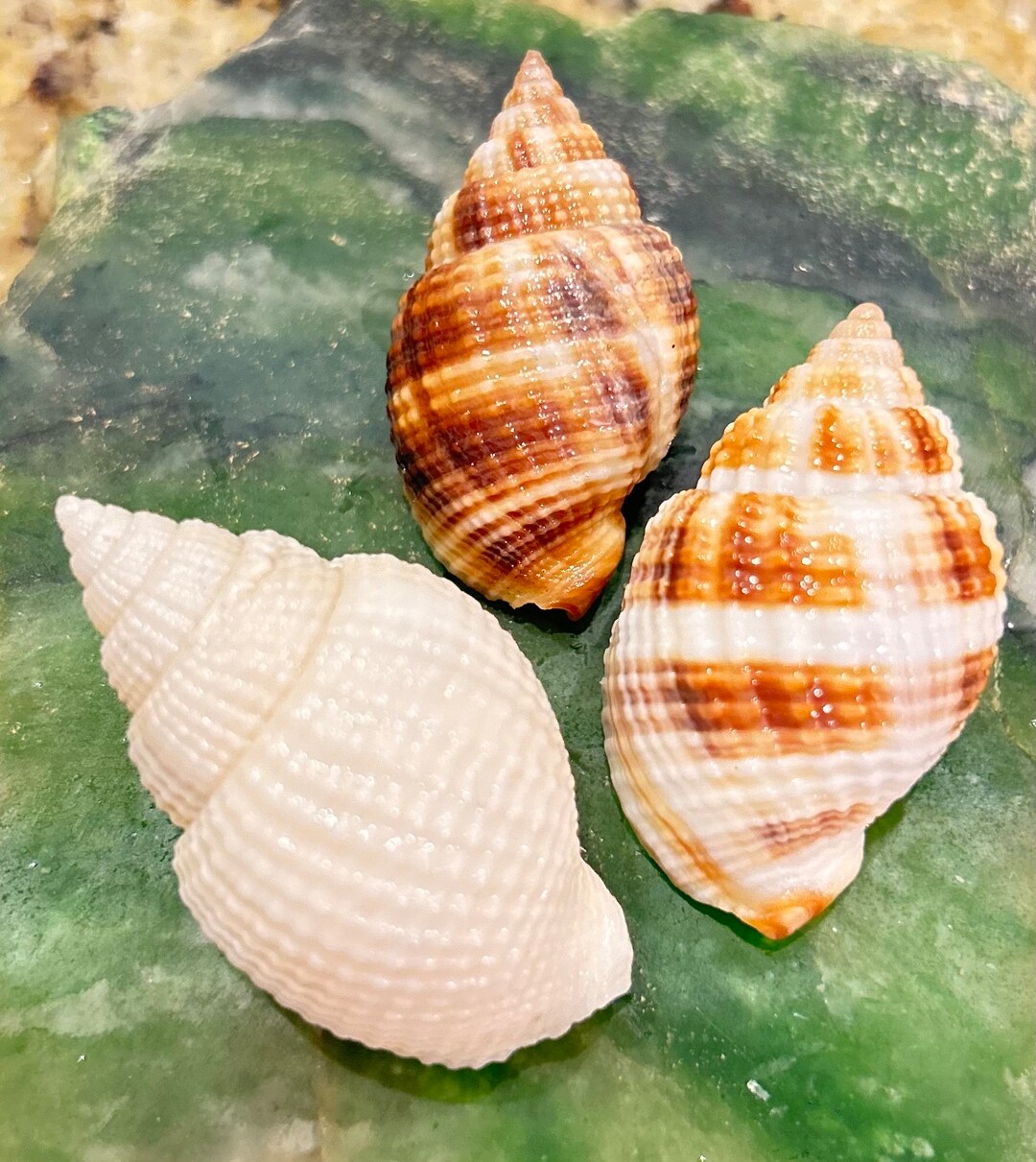 Rare Whopper Albino Nutmeg 43mm, Dark Chocolate Nutmeg 37mm, Bumpy ...