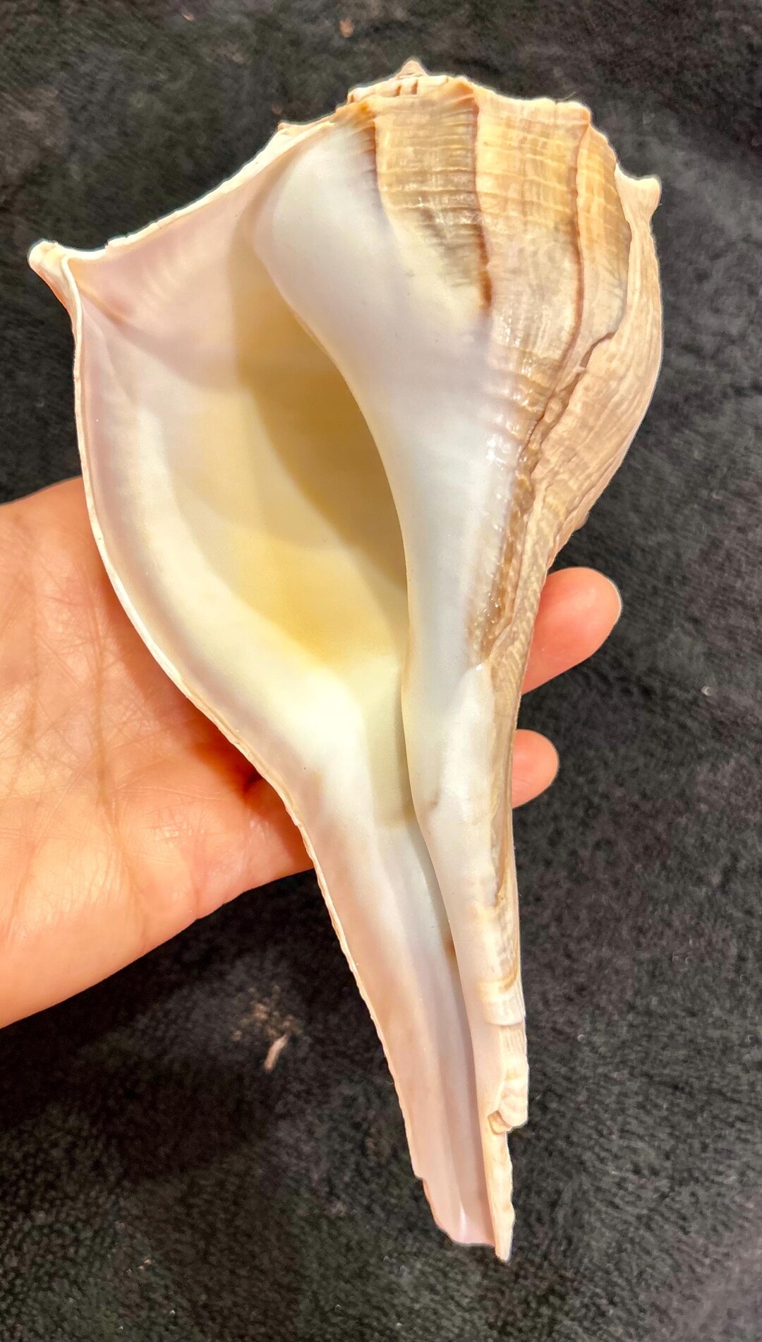 Rare* Color LIGHTNING WHELK 170mm Florida Sanibel Seashell Vibrant ...