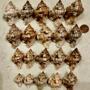 Set of 20 APPLE MUREX Florida Seashells 26-56mm Great for Shell ...