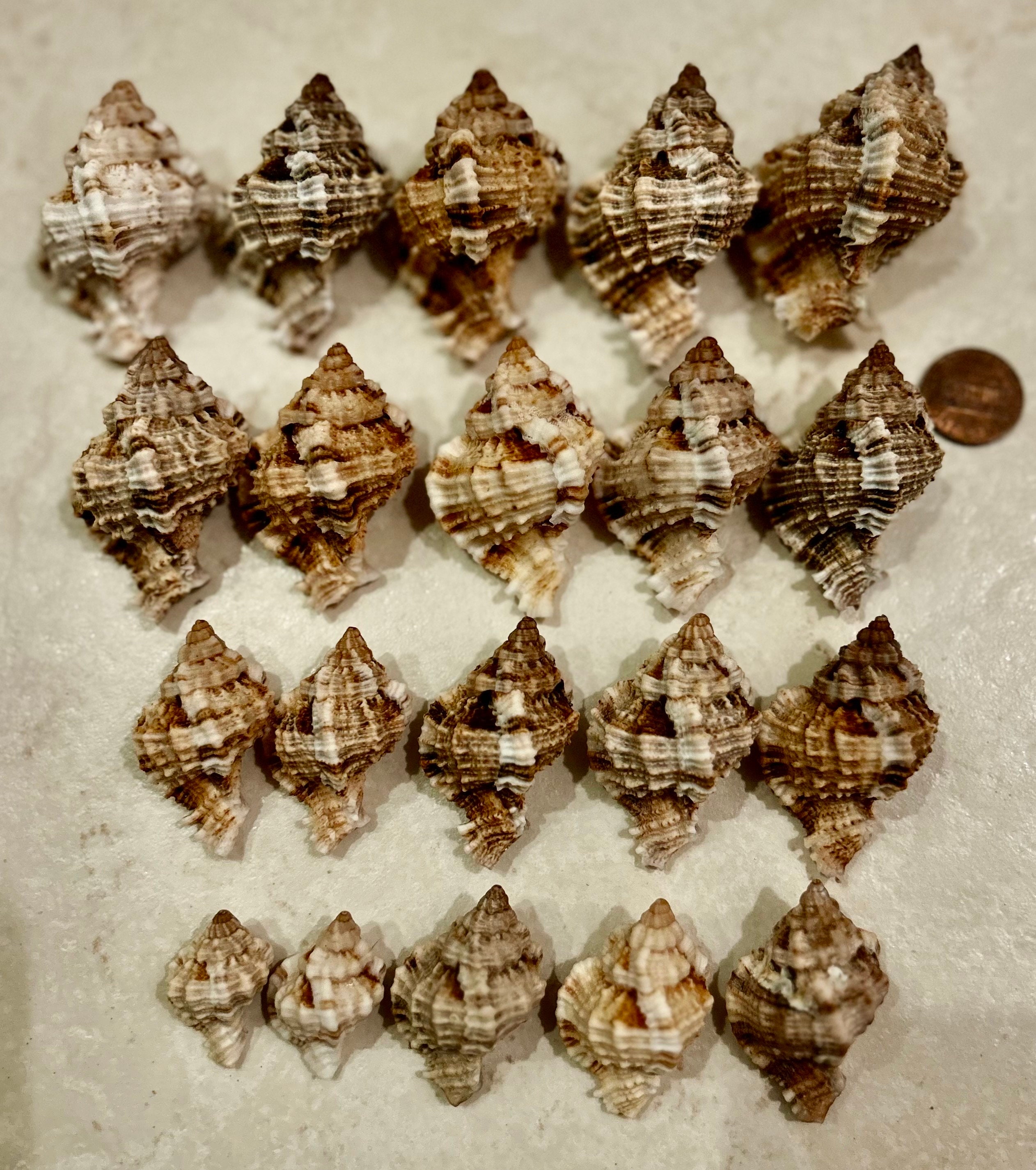 Set of 20 APPLE MUREX Florida Seashells 26-56mm Great for Shell ...