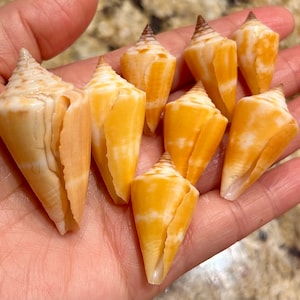 8 FLORIDA CONES 1 Whopper 46mm Florida Seashells Collectible Collected ...