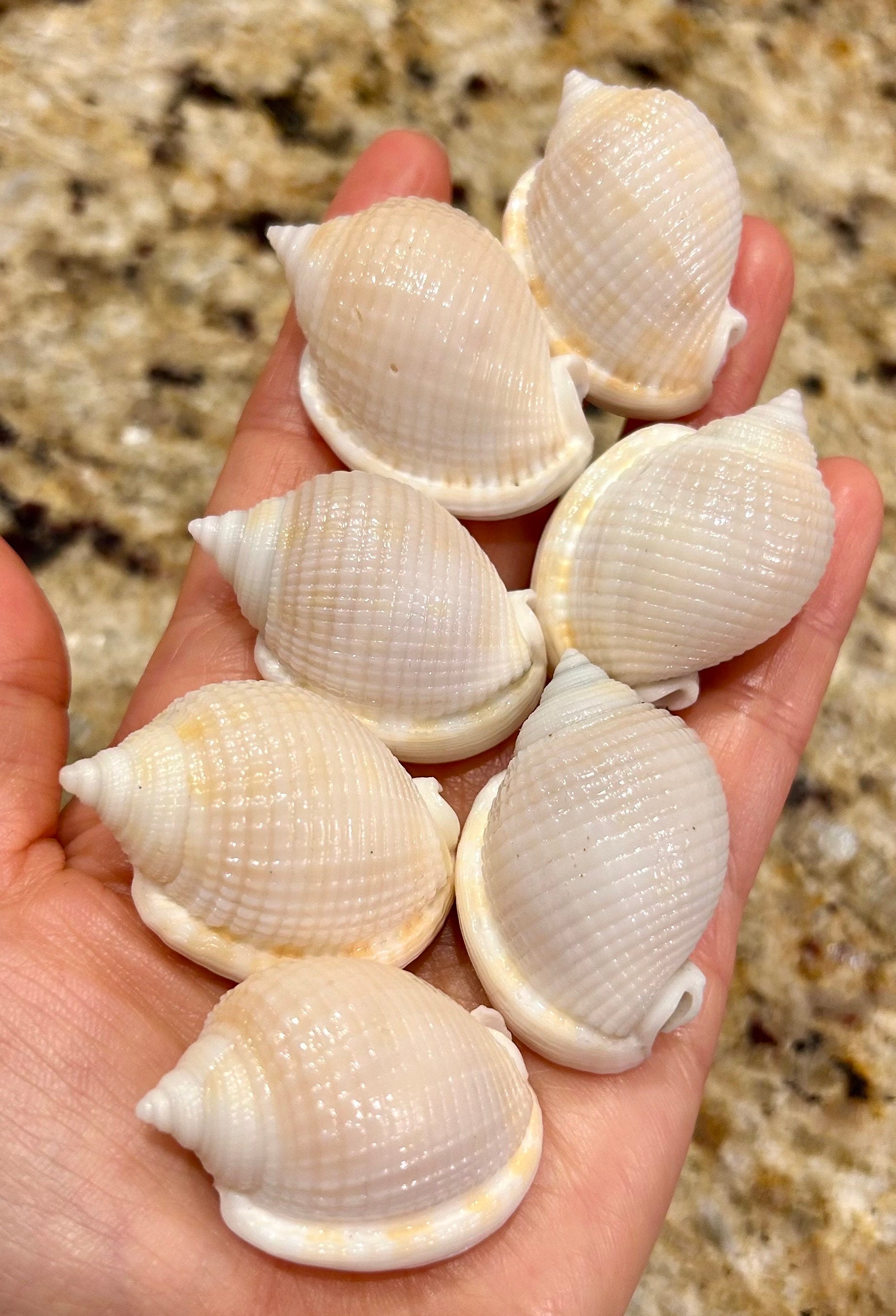 7 Gorgeous and Cute SCOTCH BONNET 36-41mm in Length Florida Seashells ...