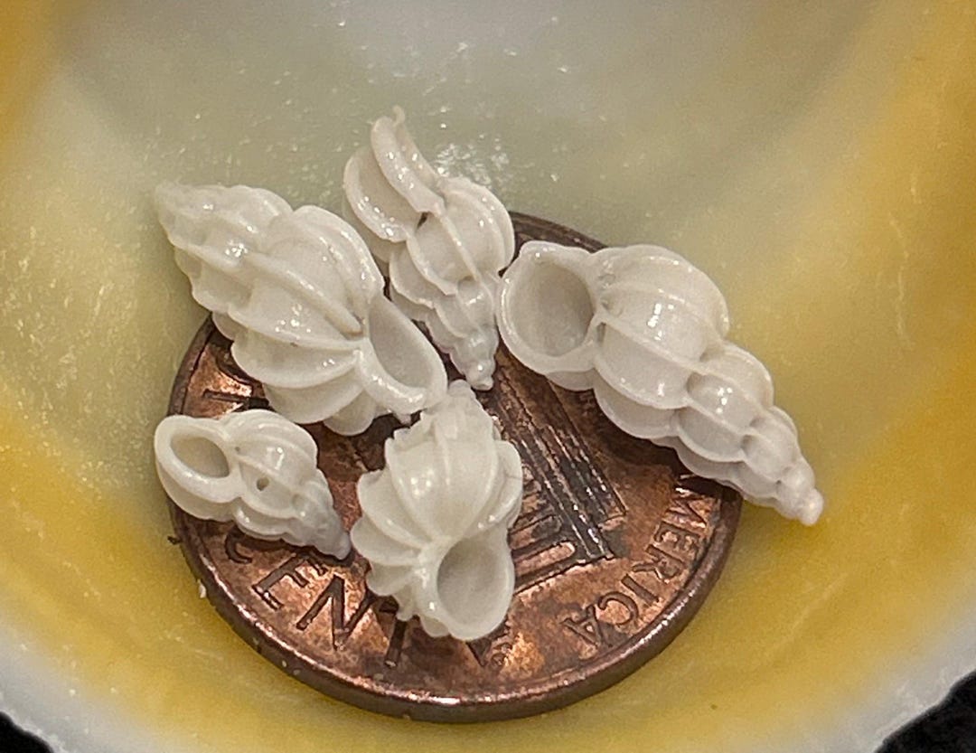 RARE* ANGULATE WENTLETRAPS Nestled in Buttercup Lucine 7mm- 13mm ...