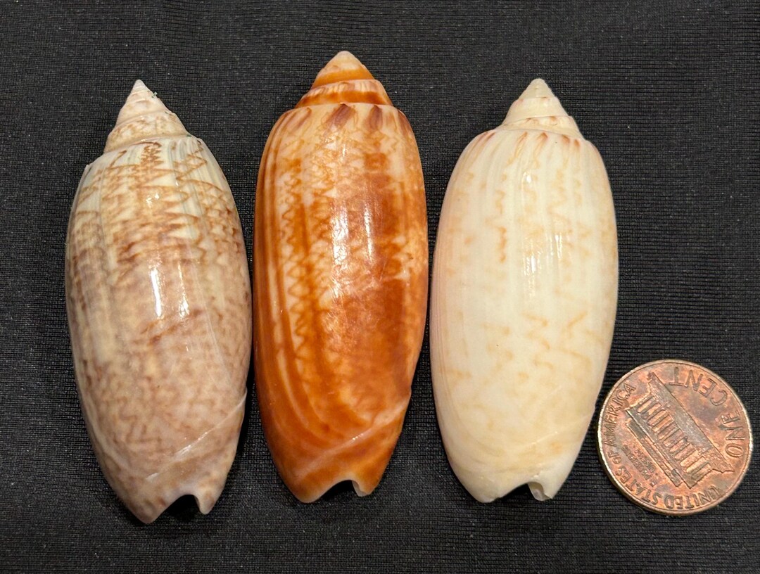 RARE* Trio 3 Lettered/bollingi/netted Olive Shell 51.5-54 Mm Florida ...